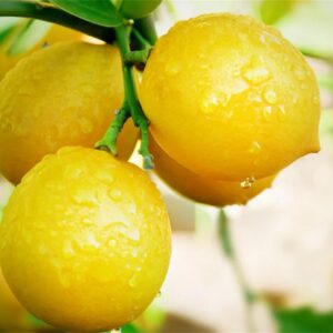 Garden Plant Seeds Fruit Tree Seeds Dwarf Lemon Tree Seeds 20+ Seeds Grow a Delicious Fruit Bearing Bonsai Tree