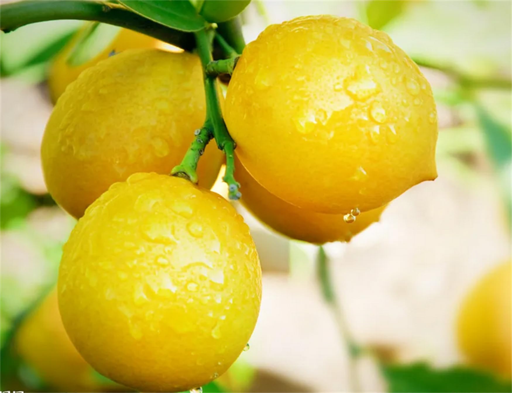 Garden Plant Seeds Fruit Tree Seeds Dwarf Lemon Tree Seeds 20+ Seeds Grow a Delicious Fruit Bearing Bonsai Tree