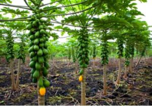 dwarf solo papaya tree! 10 seeds! small fruit! perfect for growing in pots!