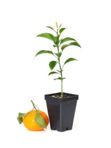 satsuma mandarin tree - xl. citrus unshiu. 6" - 10"