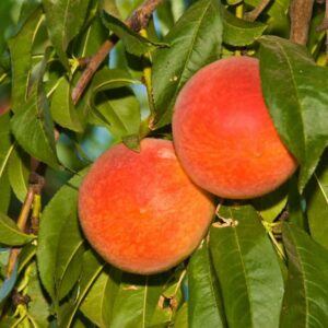 chuxay garden peach fruit tree-prunus persica 10 seeds sweet fruit tree