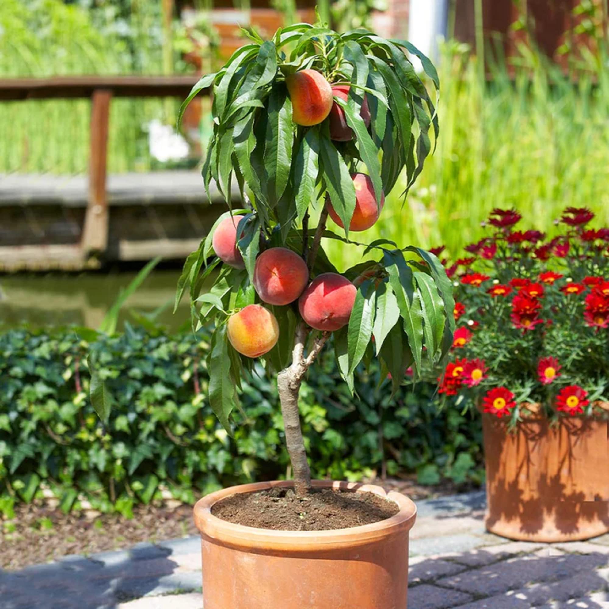 CHUXAY GARDEN Peach Fruit Tree-Prunus Persica 10 Seeds Sweet Fruit Tree