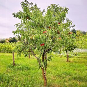 CHUXAY GARDEN Peach Fruit Tree-Prunus Persica 10 Seeds Sweet Fruit Tree