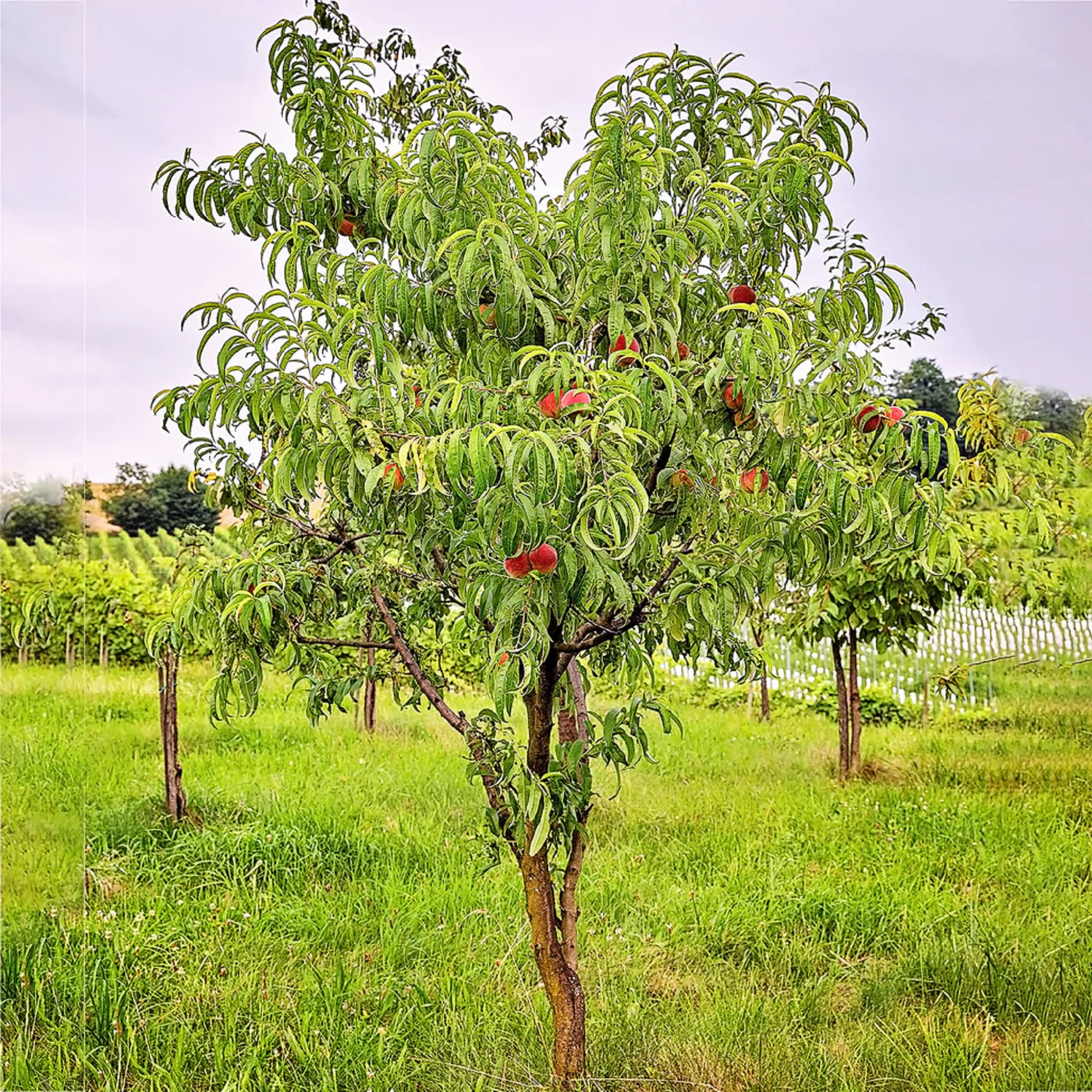 CHUXAY GARDEN Peach Fruit Tree-Prunus Persica 10 Seeds Sweet Fruit Tree