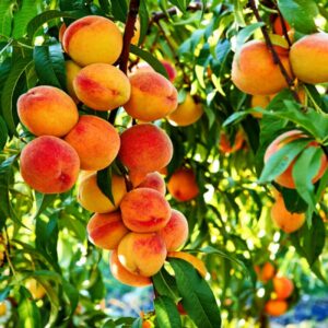 CHUXAY GARDEN Peach Fruit Tree-Prunus Persica 10 Seeds Sweet Fruit Tree