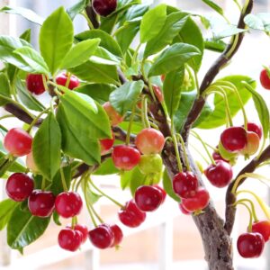 dwarf cherry tree seeds fragrant flowers attract pollinators ideal for home gardens, smaller spaces juicy cherry fruit perfect for snacking 10pcs by yegaol garden