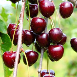 Dwarf Cherry Tree Seeds Fragrant Flowers Attract Pollinators Ideal for Home Gardens, Smaller Spaces Juicy Cherry Fruit Perfect for Snacking 10Pcs by YEGAOL Garden