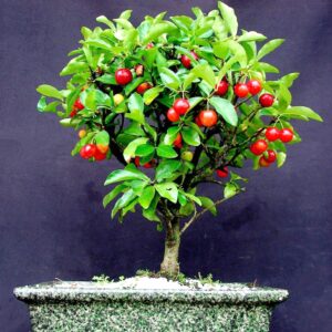 Dwarf Cherry Tree Seeds Fragrant Flowers Attract Pollinators Ideal for Home Gardens, Smaller Spaces Juicy Cherry Fruit Perfect for Snacking 10Pcs by YEGAOL Garden