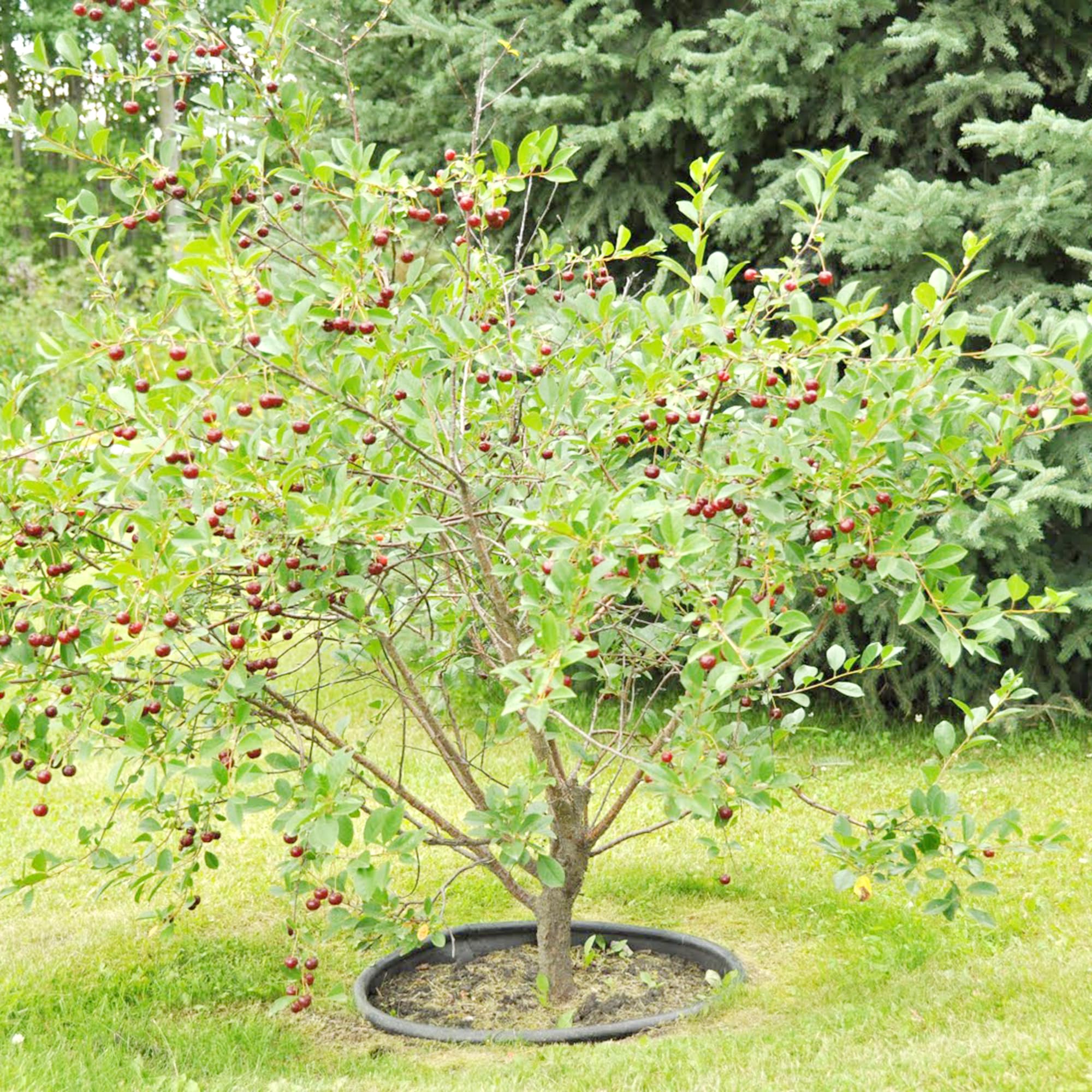 Dwarf Cherry Tree Seeds Fragrant Flowers Attract Pollinators Ideal for Home Gardens, Smaller Spaces Juicy Cherry Fruit Perfect for Snacking 10Pcs by YEGAOL Garden