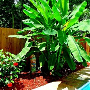 10 seeds "dwarf" cavendish banana tree seeds | musa acuminata hardy tropical fruit plant