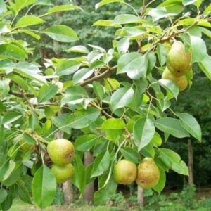 8 Cuttings of Bartlett Pear Trees for Propagation Cold Hardy - Fruit Live Plant