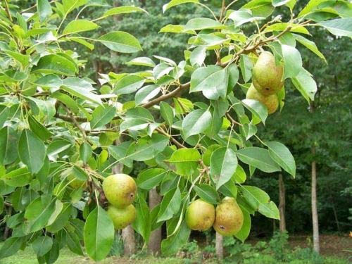 8 Cuttings of Bartlett Pear Trees for Propagation Cold Hardy - Fruit Live Plant