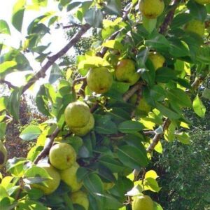 8 Cuttings of Bartlett Pear Trees for Propagation Cold Hardy - Fruit Live Plant