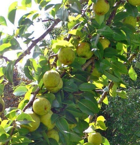 8 Cuttings of Bartlett Pear Trees for Propagation Cold Hardy - Fruit Live Plant