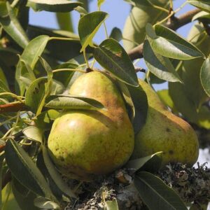 8 Cuttings of Bartlett Pear Trees for Propagation Cold Hardy - Fruit Live Plant