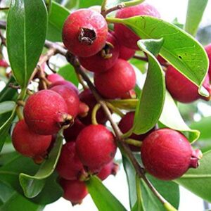 strawberry guava tropical fruit trees