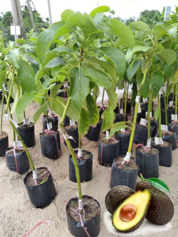 HASS Avocado Tree Grafted 2-3 Feet Tall, Avocado Live Plant for Planting