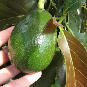 HASS Avocado Tree Grafted 2-3 Feet Tall, Avocado Live Plant for Planting