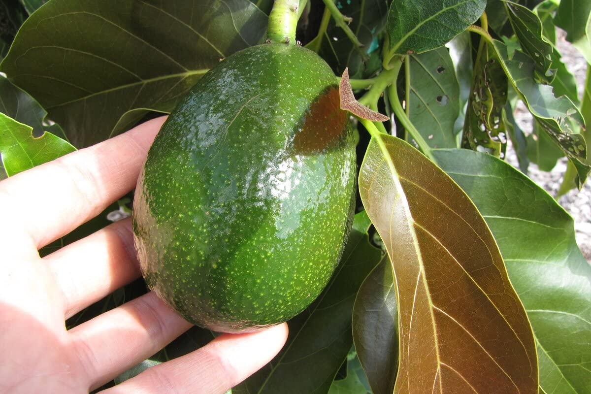 HASS Avocado Tree Grafted 2-3 Feet Tall, Avocado Live Plant for Planting