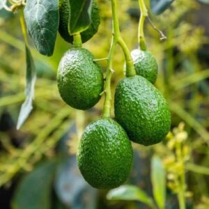 HASS Avocado Tree Grafted 2-3 Feet Tall, Avocado Live Plant for Planting