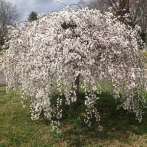 CHUXAY GARDEN Dwarf Weeping White Cherry Tree 5 Seeds Beauty White Privacy Screen Ornimental Tree Great for Planting