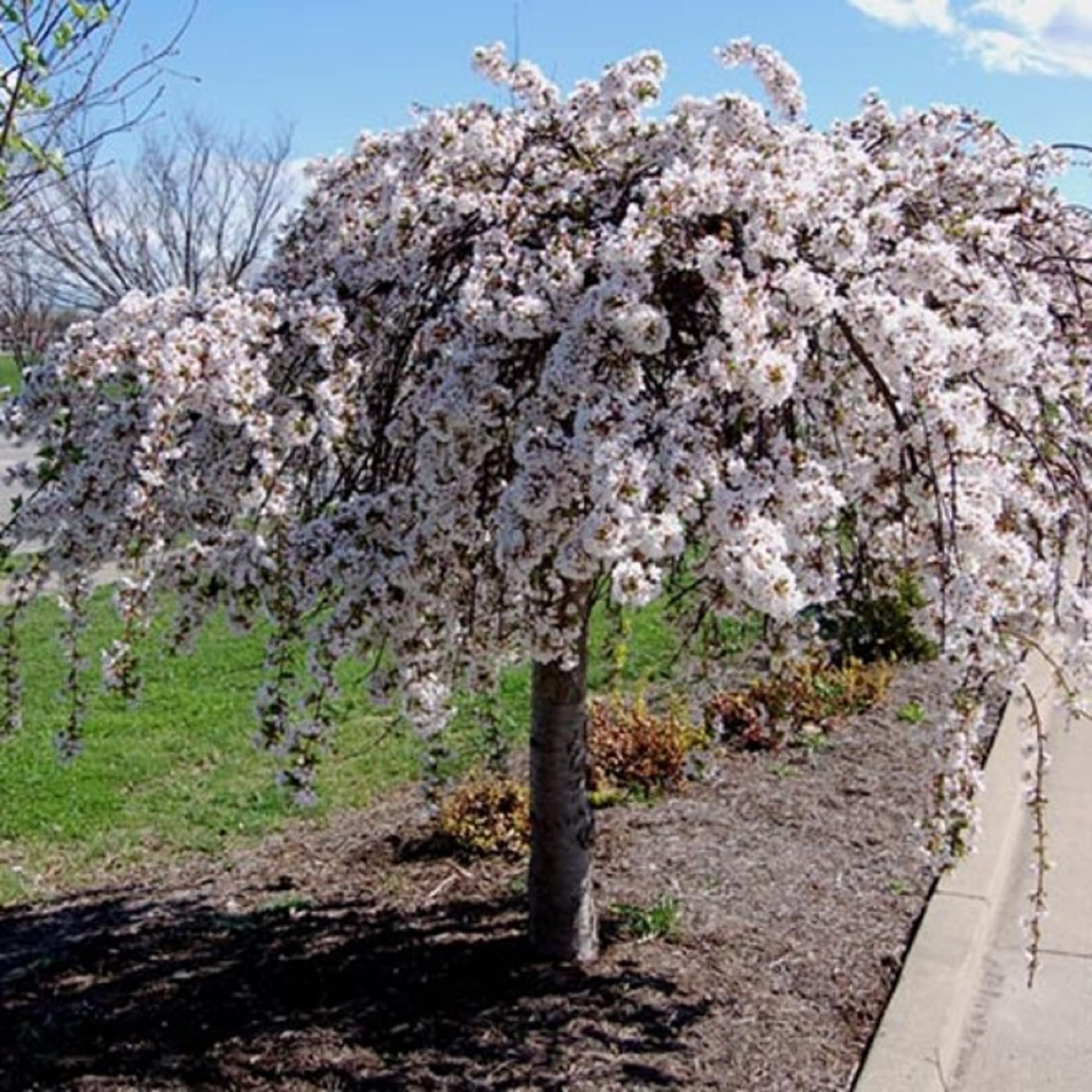 CHUXAY GARDEN Dwarf Weeping White Cherry Tree 5 Seeds Beauty White Privacy Screen Ornimental Tree Great for Planting