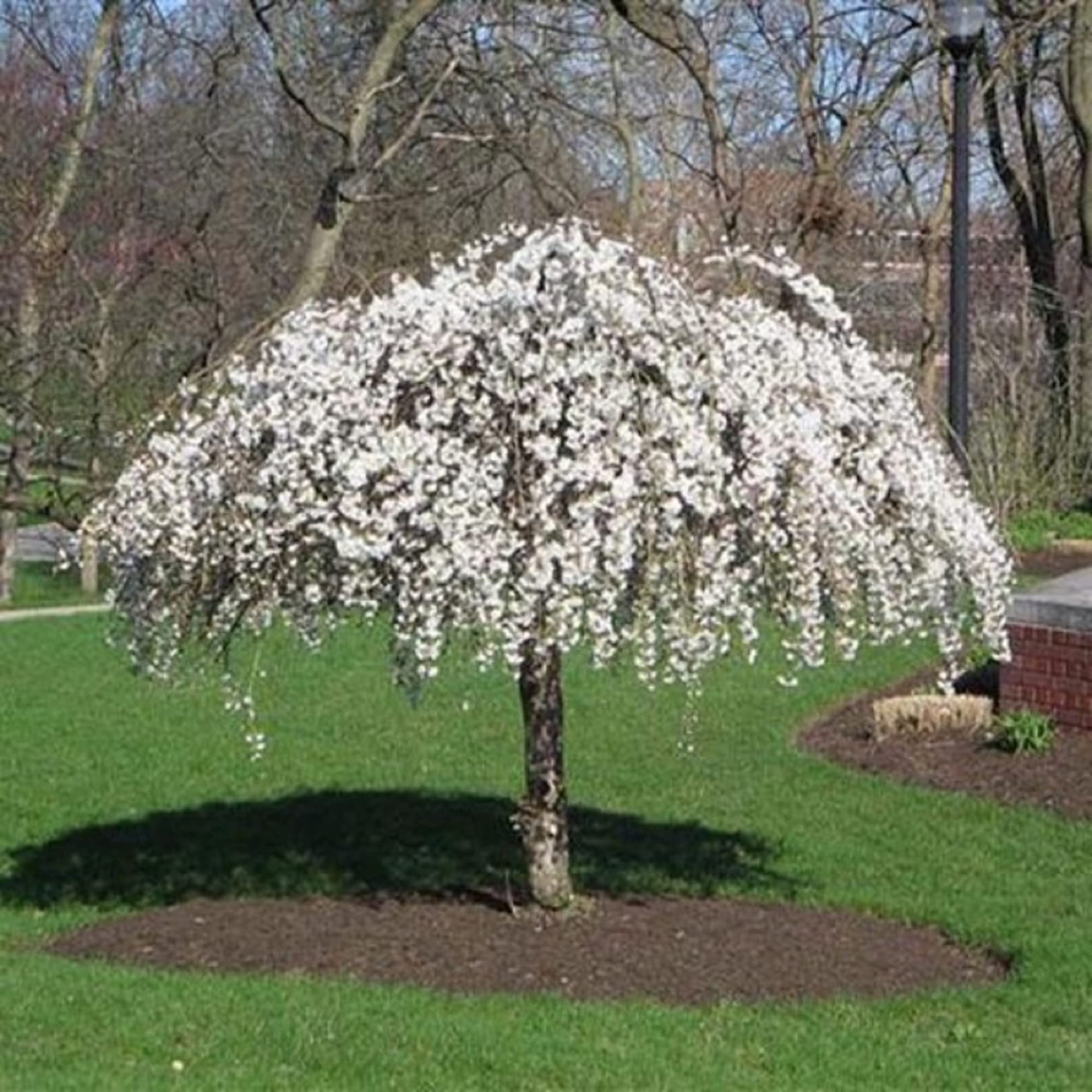 CHUXAY GARDEN Dwarf Weeping White Cherry Tree 5 Seeds Beauty White Privacy Screen Ornimental Tree Great for Planting