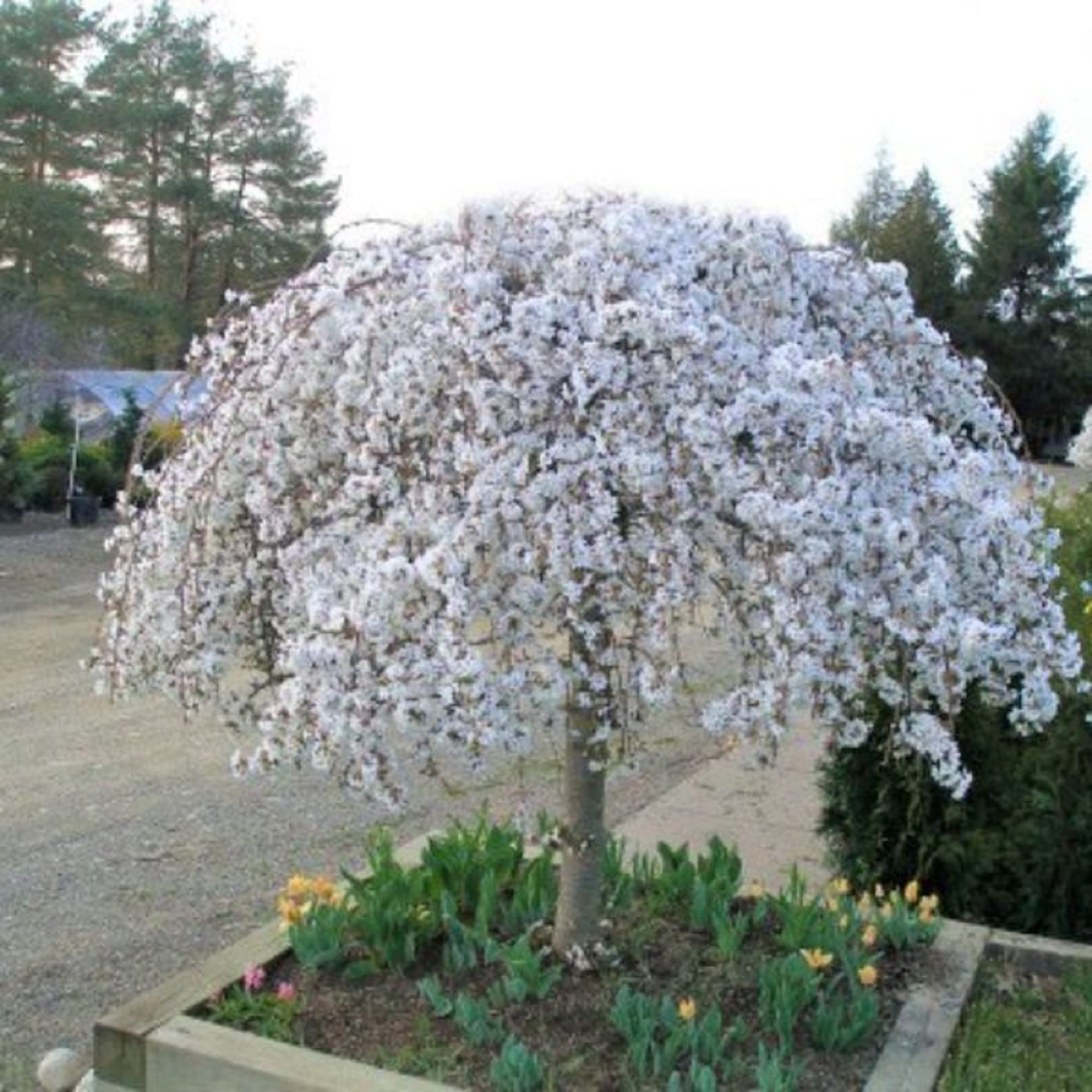 CHUXAY GARDEN Dwarf Weeping White Cherry Tree 5 Seeds Beauty White Privacy Screen Ornimental Tree Great for Planting