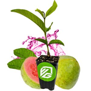 barbie pink guava tree live plant - psidium guajava