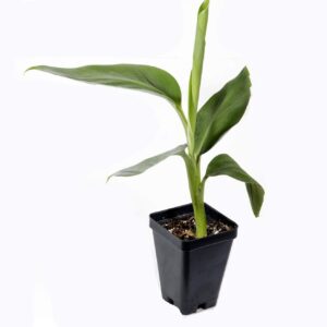 1 LIVE PLANT Goldfinger Dwarf Banana Tree - RARE Desert Banana 3 to 8 inch tall