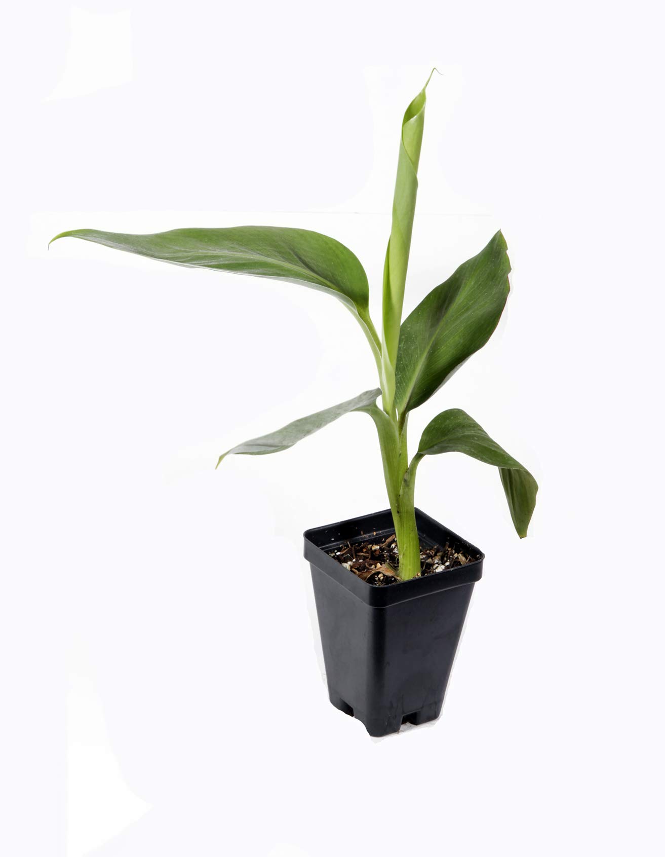 1 LIVE PLANT Goldfinger Dwarf Banana Tree - RARE Desert Banana 3 to 8 inch tall