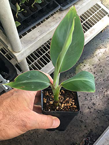 1 LIVE PLANT Goldfinger Dwarf Banana Tree - RARE Desert Banana 3 to 8 inch tall