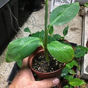 Dwarf Cavendish Banana Plant - Live Banana Plant - Dwarf Banana Plant