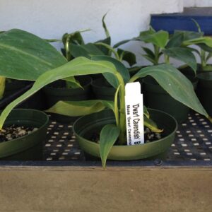 Dwarf Cavendish Banana Plant - Live Banana Plant - Dwarf Banana Plant