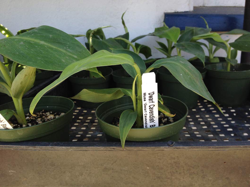 Dwarf Cavendish Banana Plant - Live Banana Plant - Dwarf Banana Plant