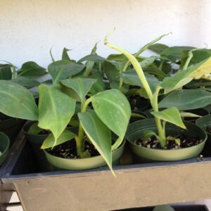 Dwarf Cavendish Banana Plant - Live Banana Plant - Dwarf Banana Plant