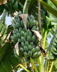 seeds -5 dwarf cavendish banana tropical plant seeds container standard deck plant fruit tree musa acuminata growers favorite