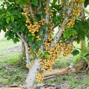 CHUXAY GARDEN Baccaurea Ramiflora Seed,Burmese Grape 10 Seeds Evergreen Tree Growing to 25 m Edible Sweet Fruit Great for Garden