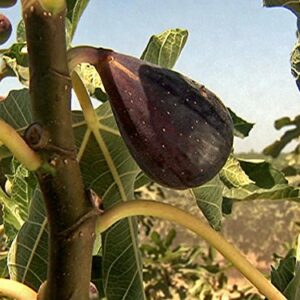 Fig Trees "Black Mission" includes Four (4) Live Plants