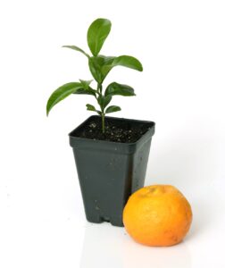 gerald winters and son satsuma mandarin tree starter plant. citrus unshiu. 3'' - 5''