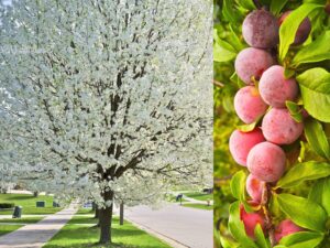 5 seeds red purple fruit white flower american plum prunus americana shrub tree #sdf02