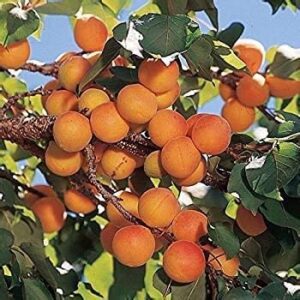 mitraee 100 manchurian apricot tree seeds