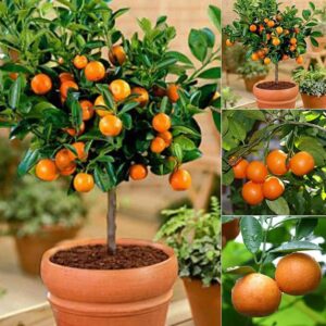 chuxay garden bonsai orange tree seed 20 seeds evergreen fruit tree edible juicy sweet fruits non-gmo orange great gardening