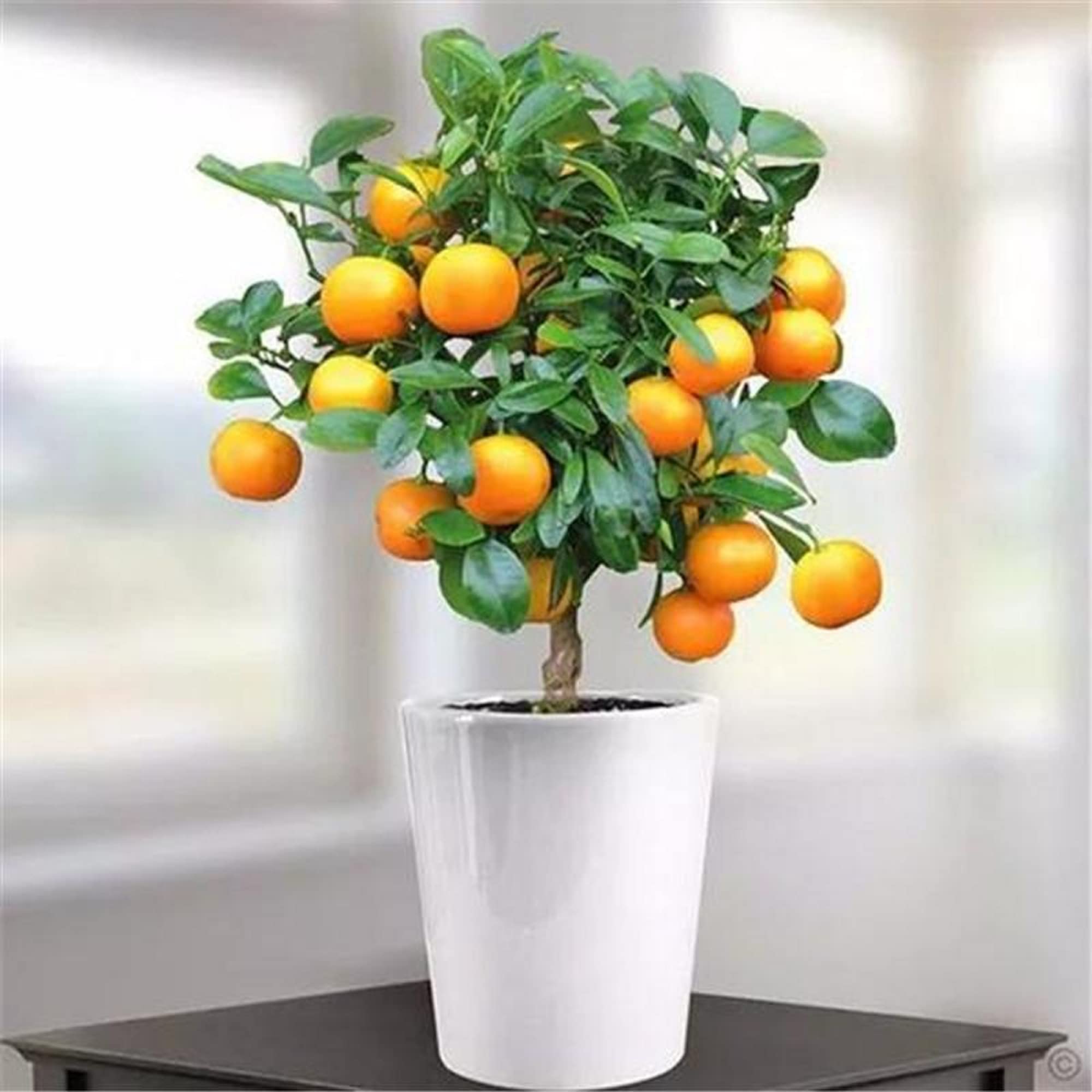 CHUXAY GARDEN Bonsai Orange Tree Seed 20 Seeds Evergreen Fruit Tree Edible Juicy Sweet Fruits Non-GMO Orange Great Gardening