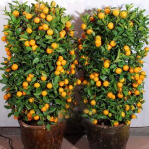 CHUXAY GARDEN Bonsai Orange Tree Seed 20 Seeds Evergreen Fruit Tree Edible Juicy Sweet Fruits Non-GMO Orange Great Gardening