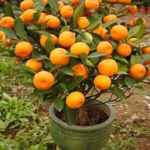 CHUXAY GARDEN Bonsai Orange Tree Seed 20 Seeds Evergreen Fruit Tree Edible Juicy Sweet Fruits Non-GMO Orange Great Gardening