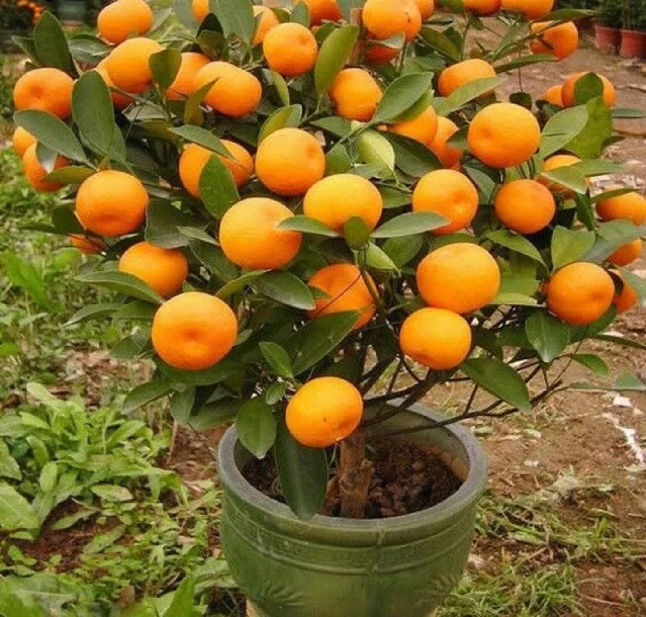 CHUXAY GARDEN Bonsai Orange Tree Seed 20 Seeds Evergreen Fruit Tree Edible Juicy Sweet Fruits Non-GMO Orange Great Gardening