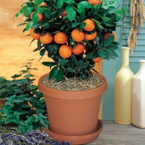 CHUXAY GARDEN Bonsai Orange Tree Seed 20 Seeds Evergreen Fruit Tree Edible Juicy Sweet Fruits Non-GMO Orange Great Gardening