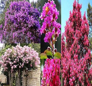 big pack - (1,000) crape myrtle mix, lagerstroemia indica tree seeds - by myseeds.co (big pack - crape myrtle)