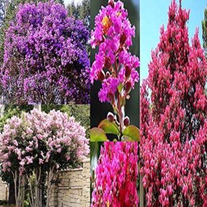 Big Pack - (1,000) Crape Myrtle Mix, Lagerstroemia Indica Tree Seeds - by MySeeds.Co (Big Pack - Crape Myrtle)